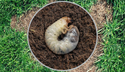 Spring Grub Control - Lawn Care Services | Cyr Plantation & Caribou, ME ...