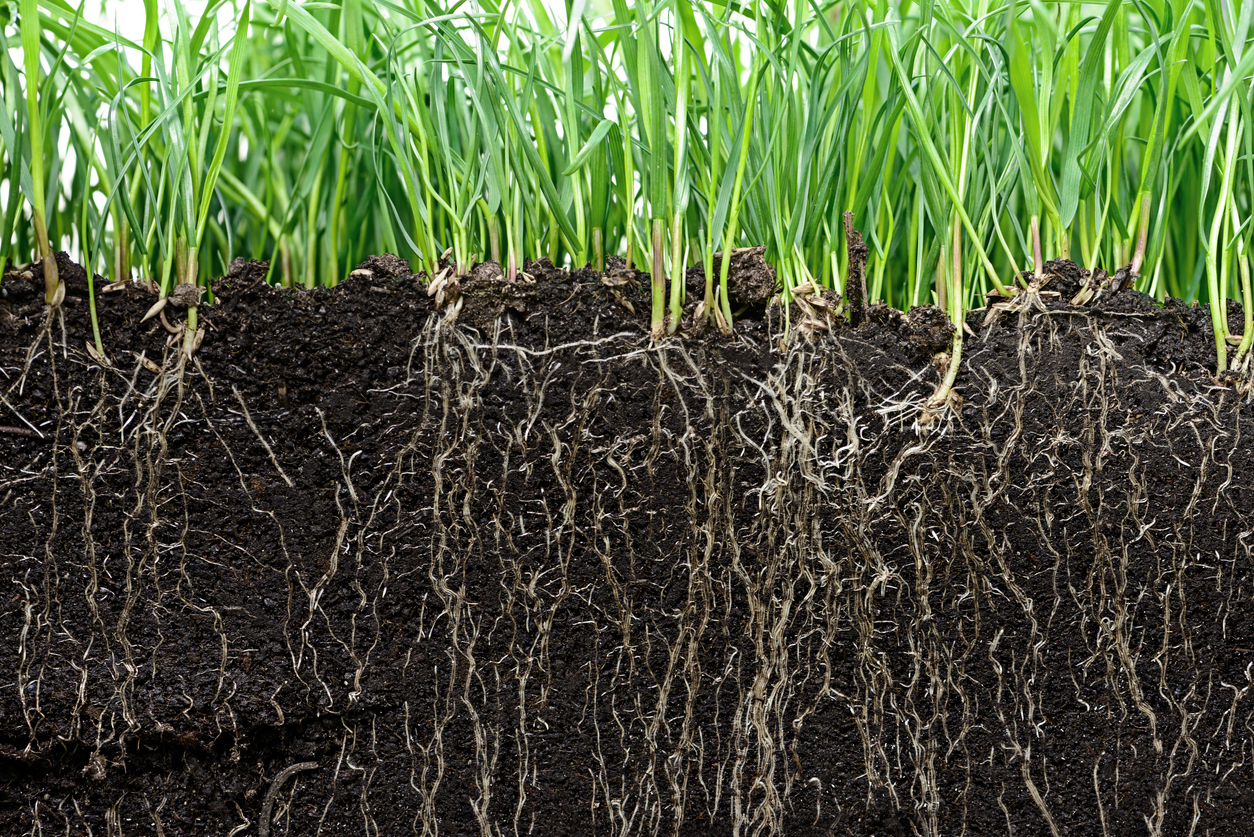 Soil Temperature vs. Air Temperature: What Actually Triggers Lawn ...